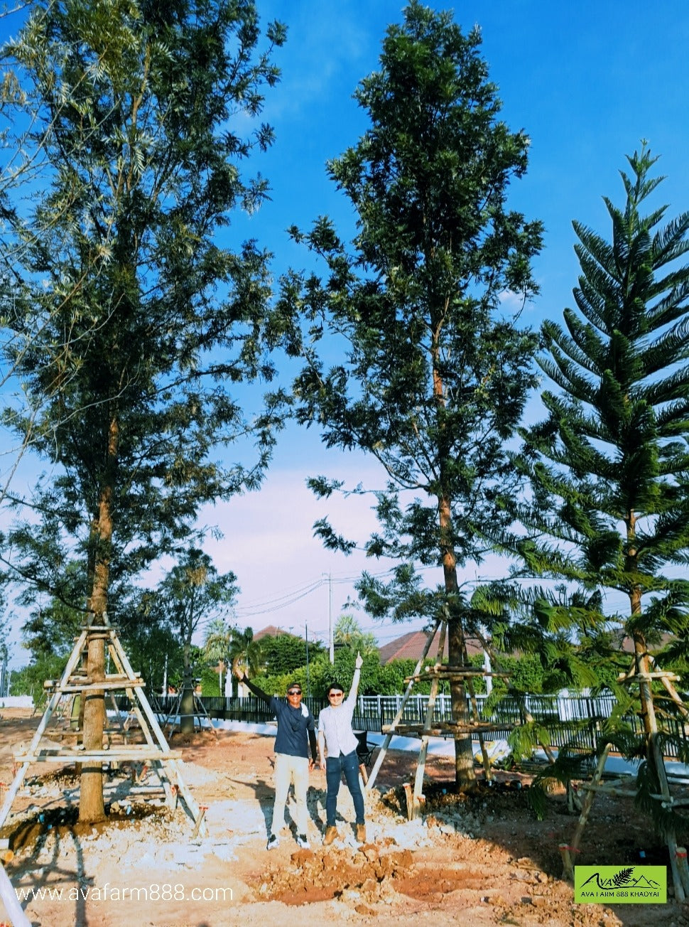 ไม้ล้อมจัดสวนด้วยซิลเวอร์โอ๊ค - Avafarm888