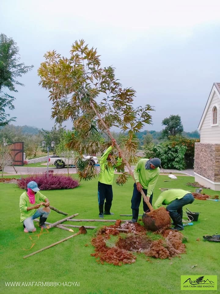 ไม้ล้อมจัดสวนด้วยซิลเวอร์โอ๊ค - Avafarm888