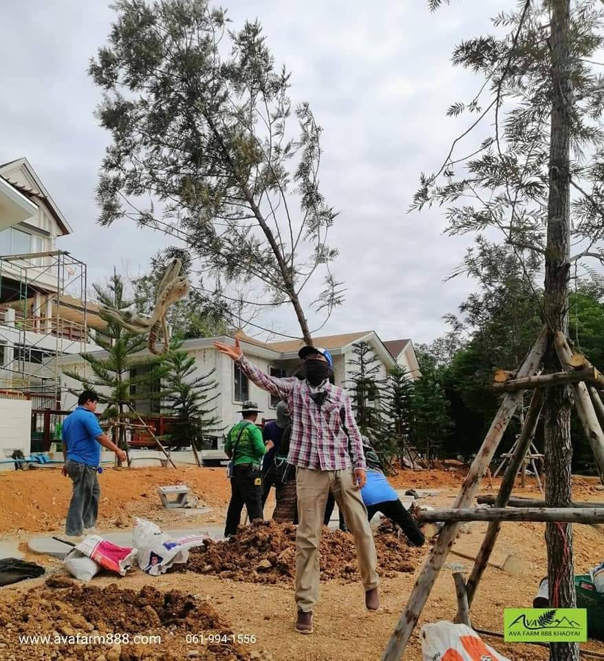 ไม้ล้อมจัดสวนด้วยซิลเวอร์โอ๊ค - Avafarm888